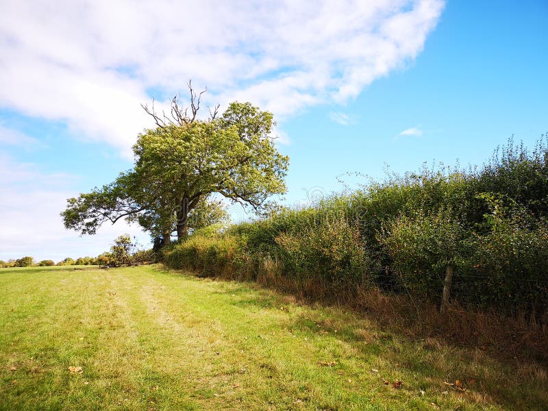Field Hedge Parsley stock image. Image of clusters, arvensis - 93752067