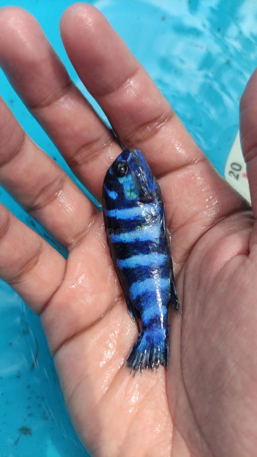 Blue Sky Fish in My Hand Its Like Jellyfish Stock Photo - Image of ...