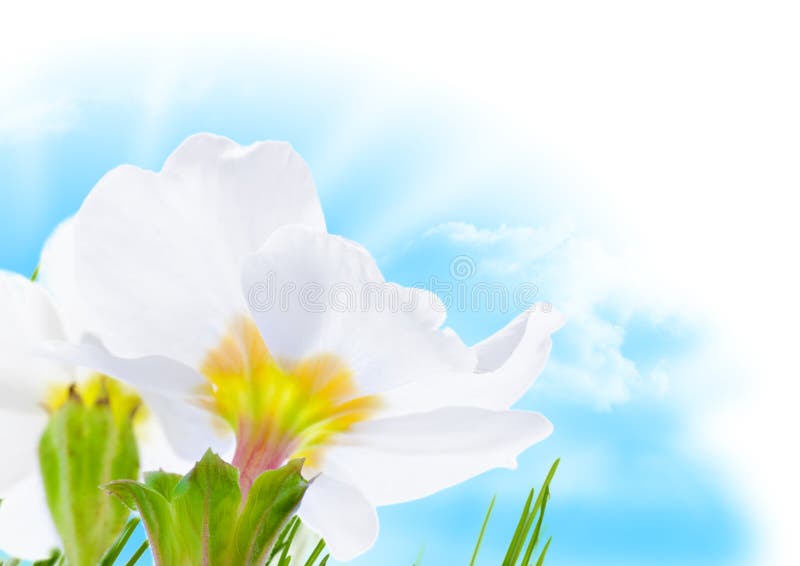 Blue Sky Flower and Sun Spring Border Stock Image - Image of bottom ...