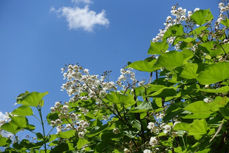 Blue Sky and Flowering Catalpa Bignonioides in June Stock Image - Image ...