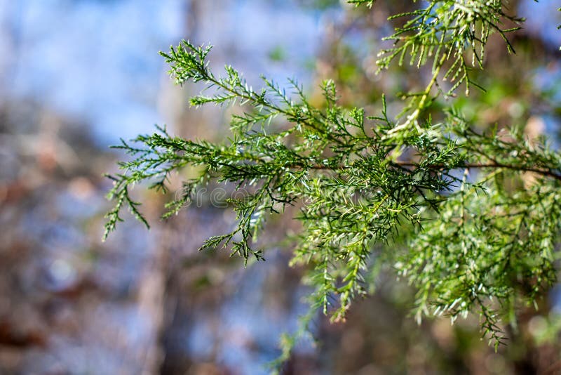 Blue Sky and Forest Background with Green Cedar Tree Branch Stock Photo ...