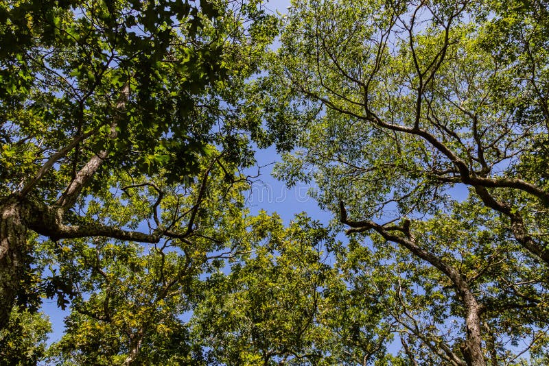 Blue Sky Through Forest Tree Canopy Stock Photo - Image of background ...