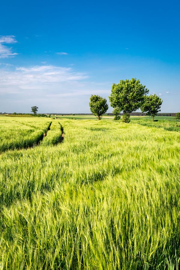 Blue Sky and Green Field in Summer, Poland Stock Image - Image of ...