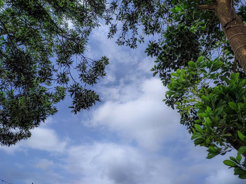 Blue sky and green tree stock image. Image of autumn - 216298599