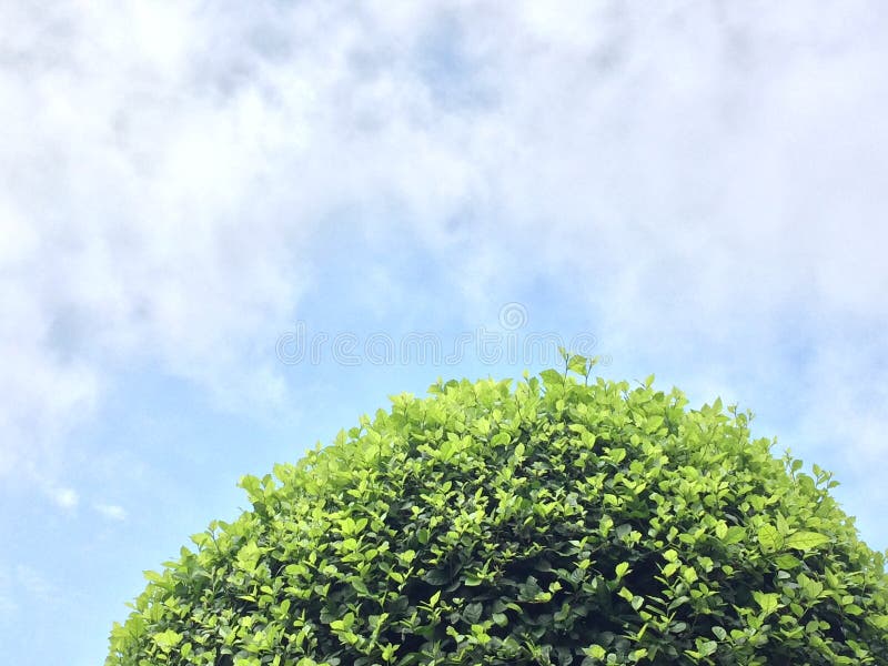 Blue sky and green tree stock photo. Image of happy - 107972888