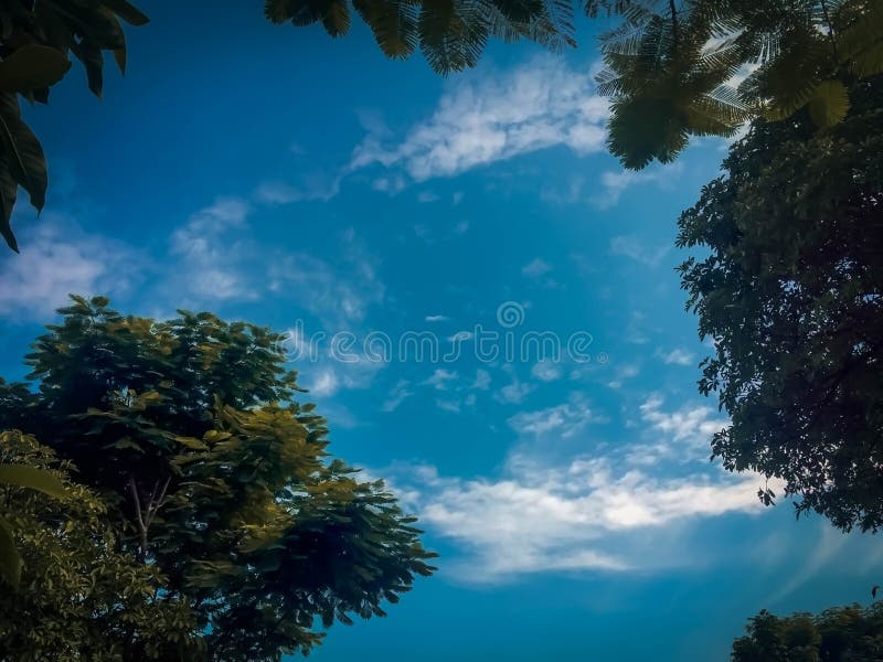 Blue sky with green tree stock image. Image of plant - 99895121
