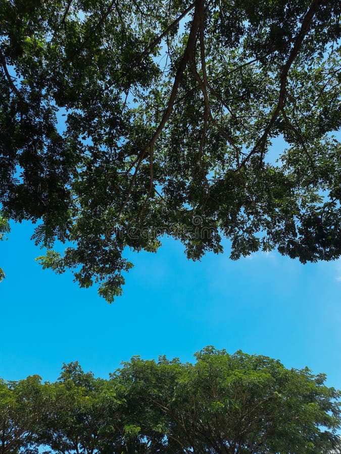 Blue Sky and Green Tree at Deltamas Cikarang Indonesia Stock Image ...