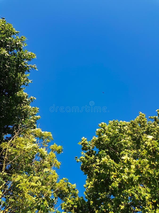 Blue Sky and Green Trees with Copy Space Stock Image - Image of ...