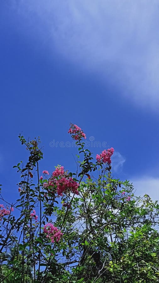 Blue sky in june stock photo. Image of cluods, june - 269106762