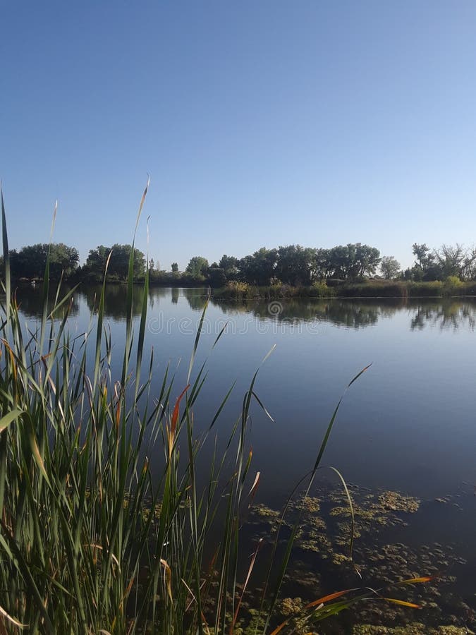 Blue Sky Lake View with Cattails Stock Image - Image of lake, blue ...