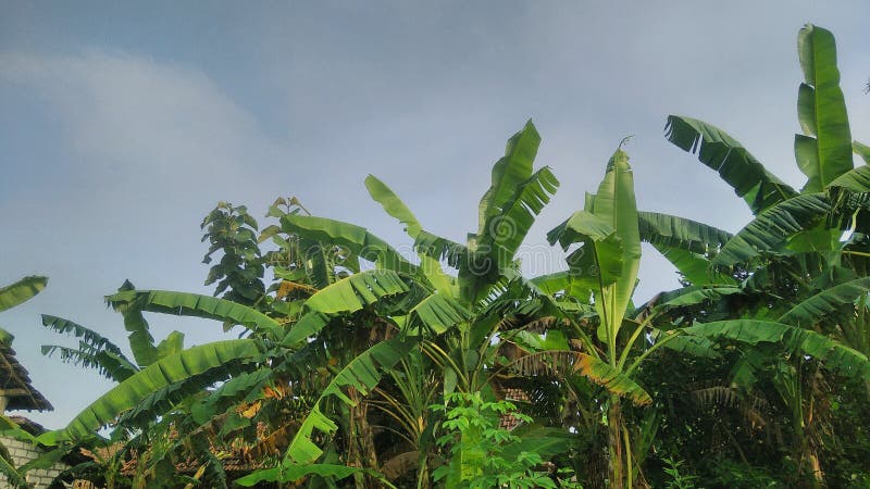 Blue Sky Landscape Banana Tree Stock Image - Image of tree, banana ...