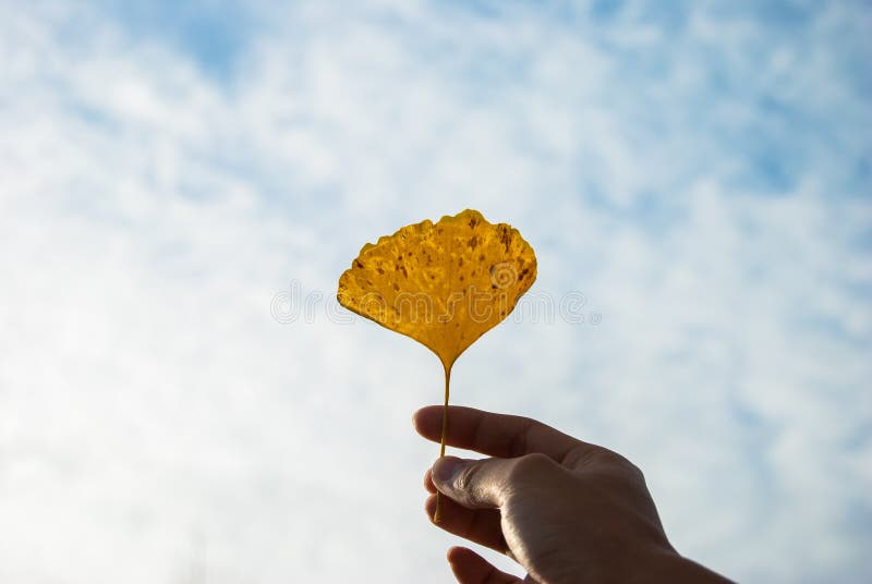 Blue sky and Leaf stock image. Image of leaf, simple - 35891341