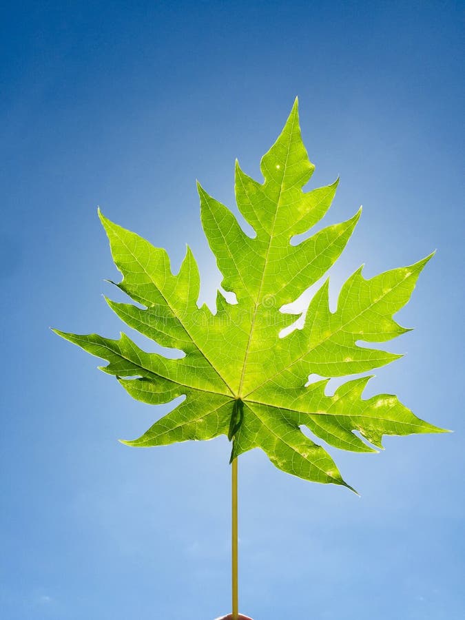 Blue Sky , Leaf, Nature , the Sun , Papaya Stock Photo - Image of blue ...