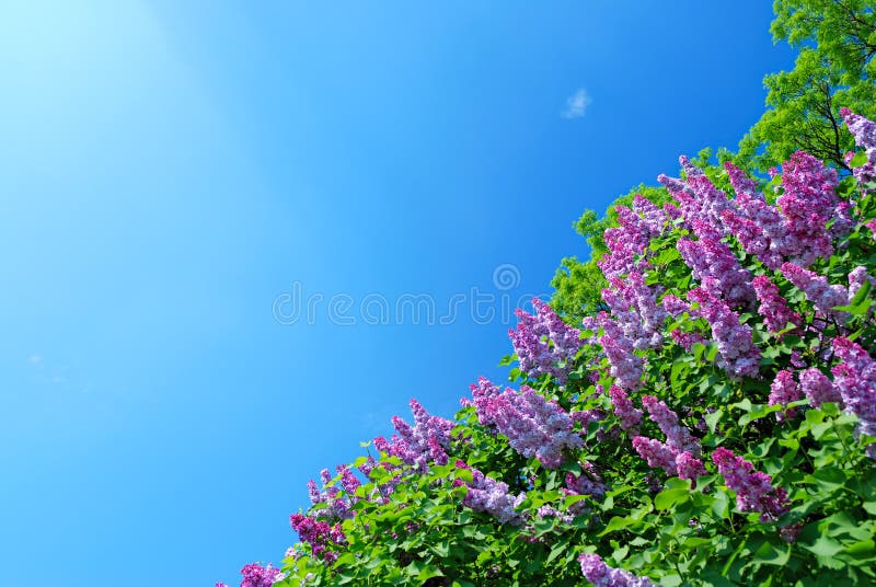 Blue sky and lilac bush stock photo. Image of blossom - 19497402