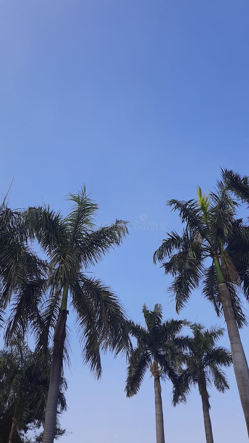 Blue Sky with a Little Obstructed by Trees Stock Photo - Image of ...