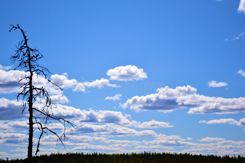 A Blue Sky with a Lone Weathered Tree. Stock Image - Image of tree ...