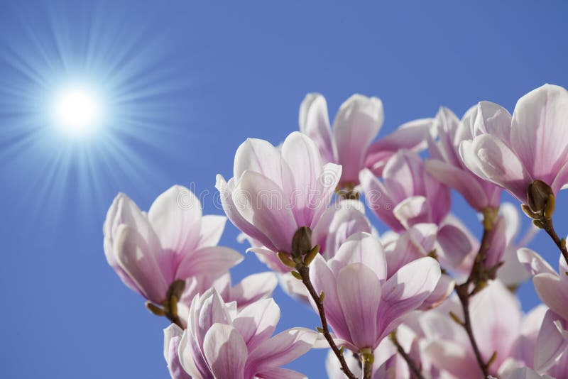 Blue Sky with Magnolia Blossom Stock Photo - Image of bunny, colorful ...