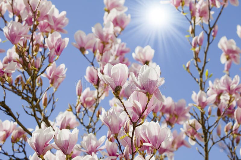 Blue Sky with Magnolia Blossom Stock Photo - Image of flowers, fresh ...
