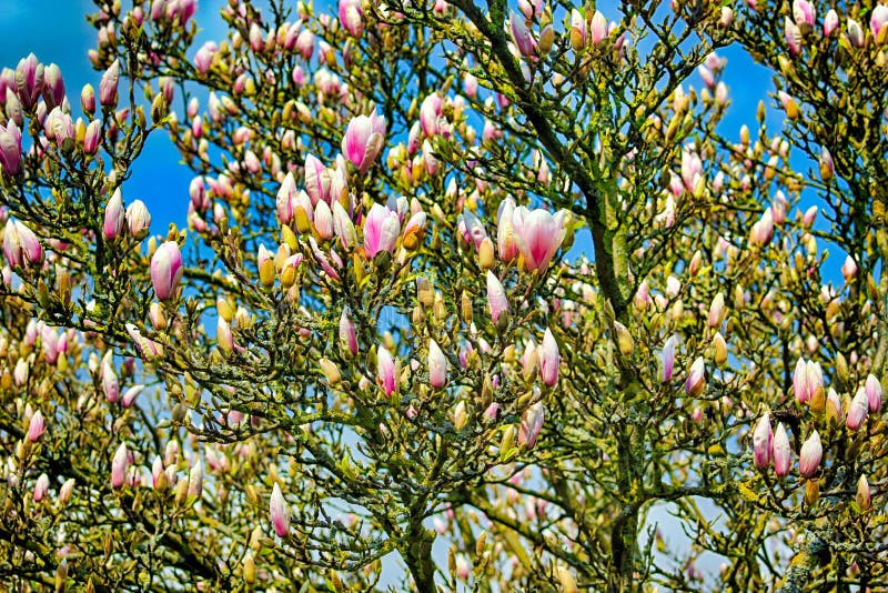 Blue Sky with Magnolia Blossom / Magnolia Trees are Shrubs or Trees ...
