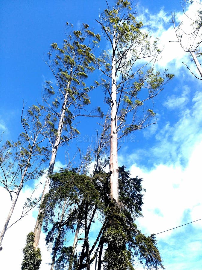 The Blue Sky Makes Everyone Happy Stock Photo - Image of happy, feel ...