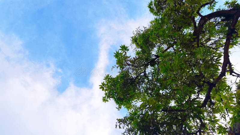 Blue Sky and the Mango Tree Stock Photo - Image of blue, mango: 375177520