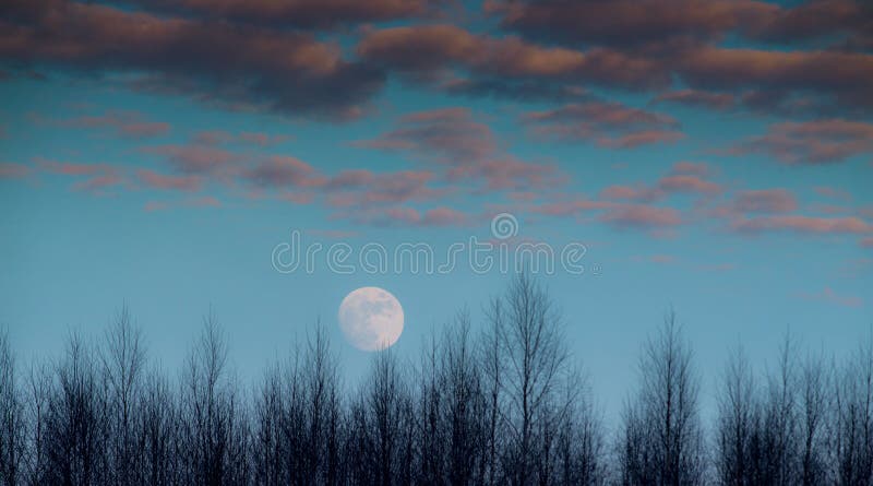 22,682 Blue Moon Forest Stock Photos - Free & Royalty-Free Stock Photos ...