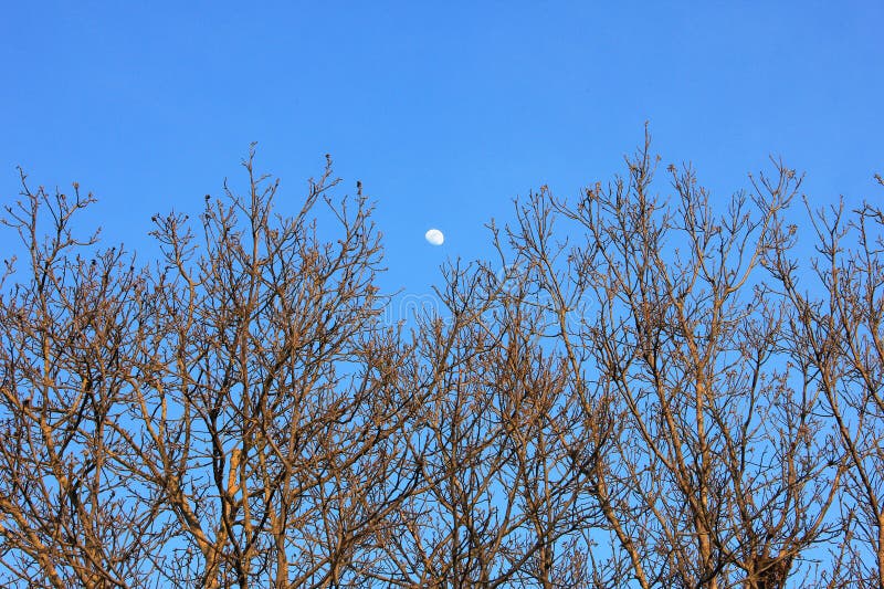 Blue Sky with Moon and Tree Tips Stock Photo - Image of astronomy, moon ...
