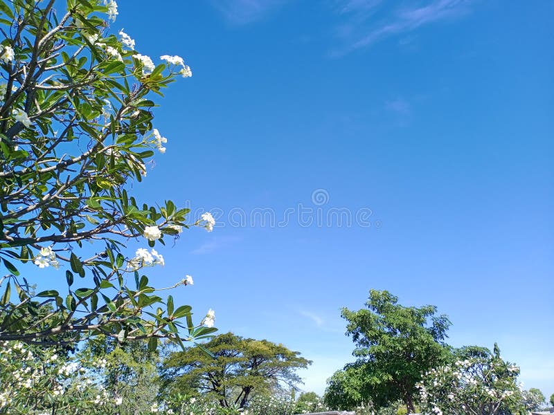 Blue Sky Noon at Kembang Kuning Stock Image - Image of kuning, noon ...