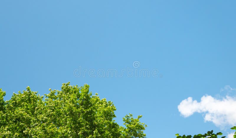 Blue Sky with One Cloud and Green Leaves Stock Photo - Image of spring ...