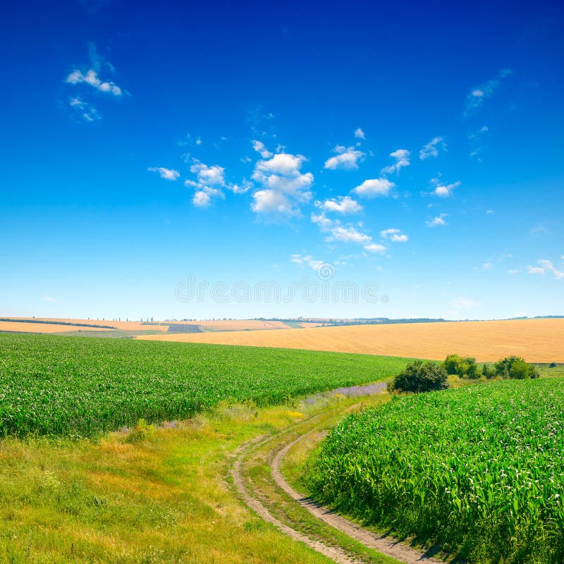 Corn field and blue sky stock image. Image of summer - 287124201