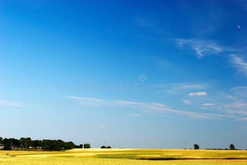 Blue sky over field stock photo. Image of crop, grow, plant - 4073124