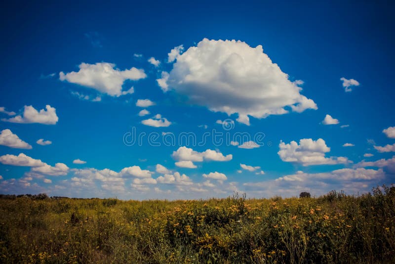 Blue Sky Over a Field of Flowers Stock Photo - Image of meadow, season ...