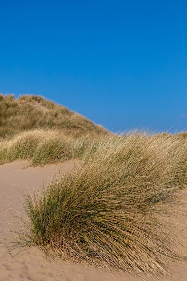 A Blue Sky Over Marram Grass Covered Sand Dunes Stock Photo - Image of ...