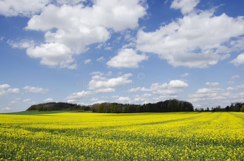Blue sky over the field stock image. Image of season - 39983709