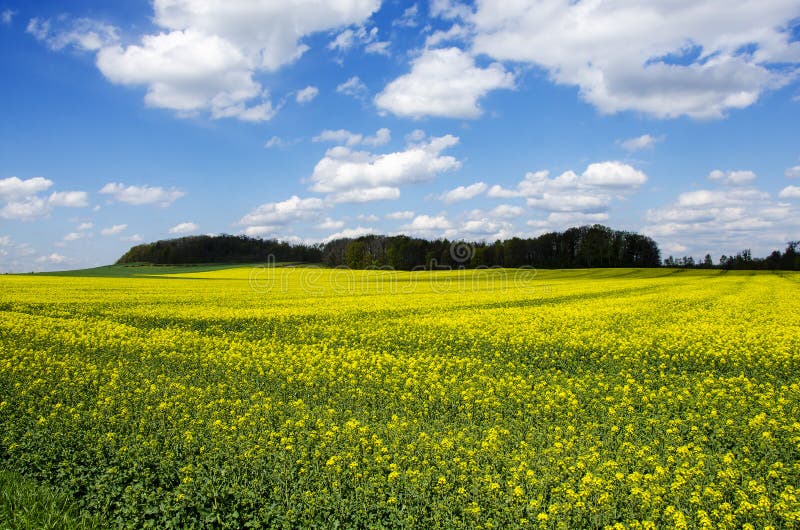 Blue sky over the field stock image. Image of horizon - 40323587