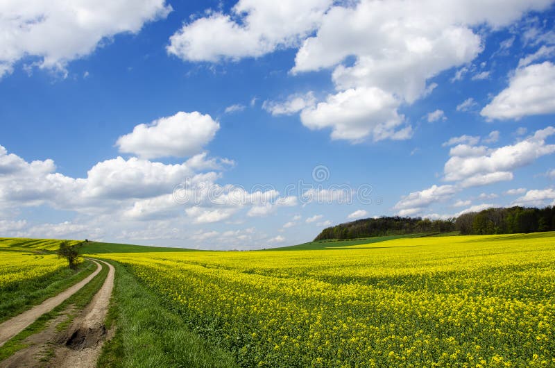 Blue sky over the field stock photo. Image of flover - 40323630