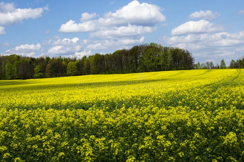 Blue sky over the field stock photo. Image of cloud, blue - 40323652