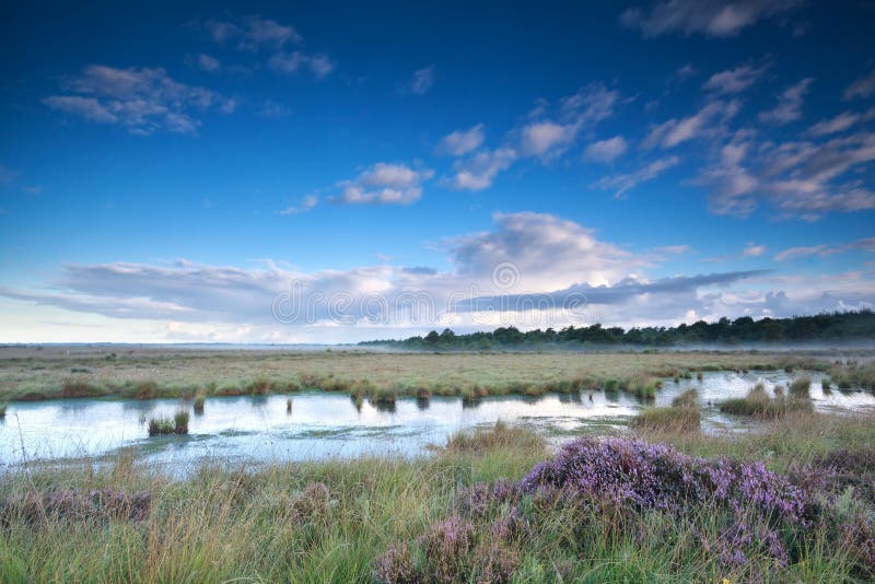 Blue Sky Over Swamp with Heather Stock Image - Image of season, blossom ...