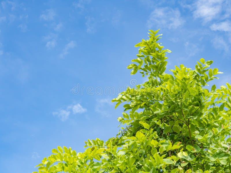 Blue sky over trees stock image. Image of environment - 72927969