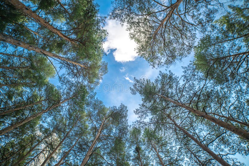 The blue sky over trees stock photo. Image of pine, sunny - 61271168