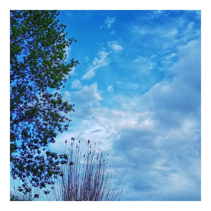 Blue sky overhead stock photo. Image of cumulus, cloud - 219241086