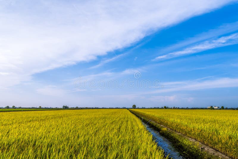 Blue sky and Paddy field stock image. Image of ripe - 153603293