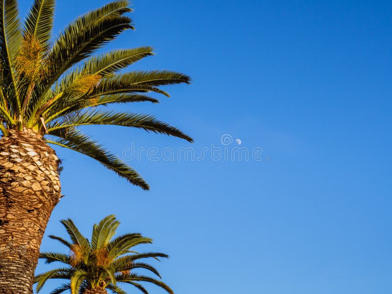 Blue Sky, Palm Trees and Small Moon Shining in the Sky Stock Image ...