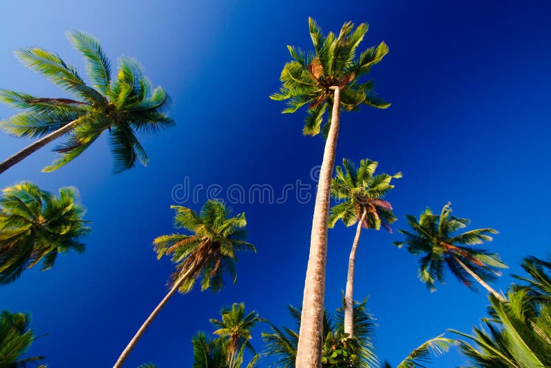 Two palm trees at midnight stock photo. Image of hour, coco - 412006