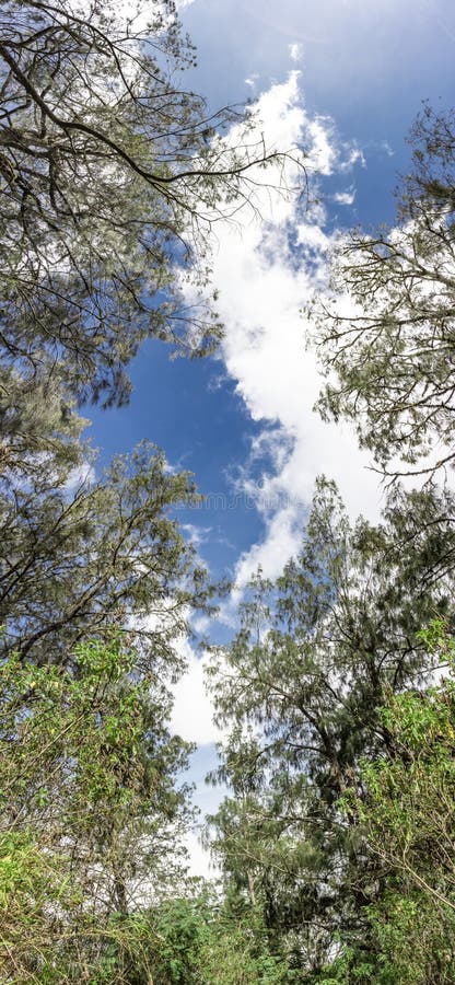 Blue Sky Panorama with Clouds and Trees Bottom View from. Vertical ...