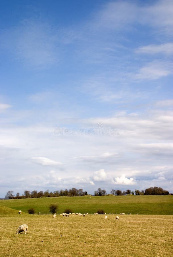 Blue sky pasture stock photo. Image of roll, agriculture - 805542