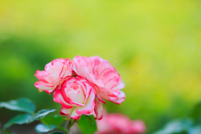 Blue sky and pink roses stock photo. Image of memories - 94542418