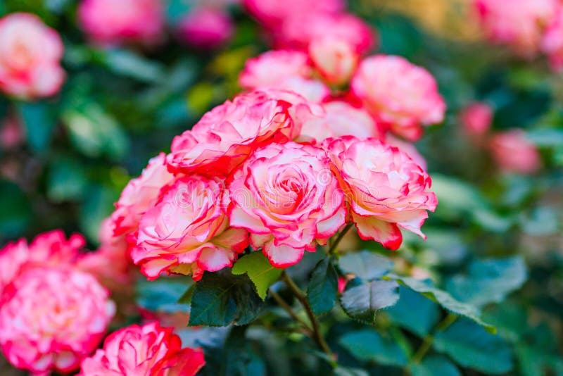 Blue sky and pink roses stock photo. Image of natural - 94542424
