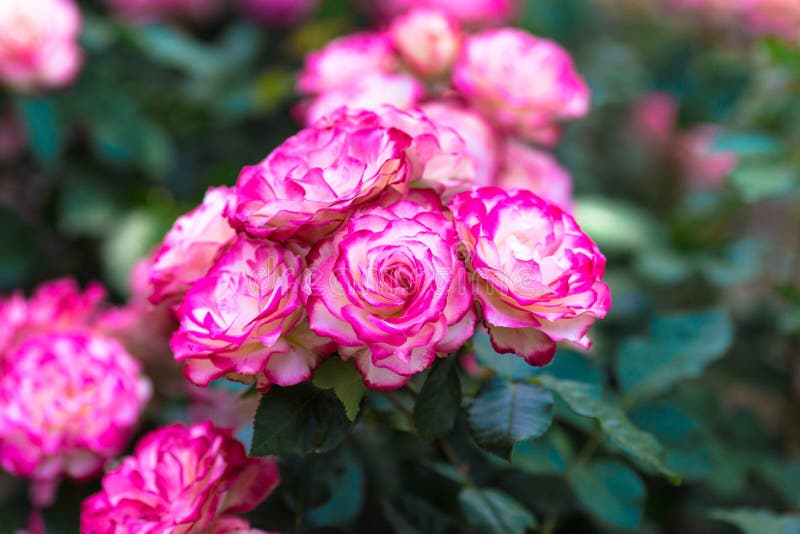 Blue sky and pink roses stock photo. Image of natural - 94542426