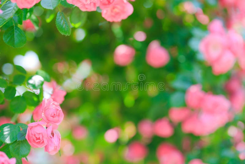 Blue sky and pink roses stock photo. Image of looking - 94542434